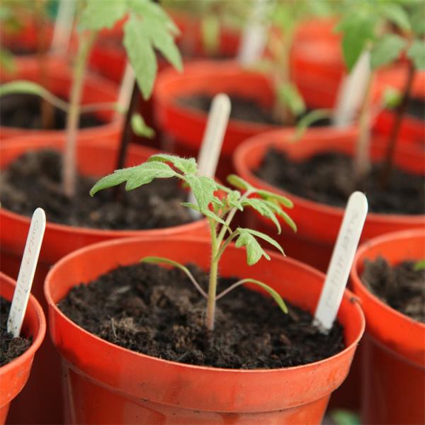 Quality Hydroponic System Tomato Farming Plastic Film Greenhouse 3-5m for sale