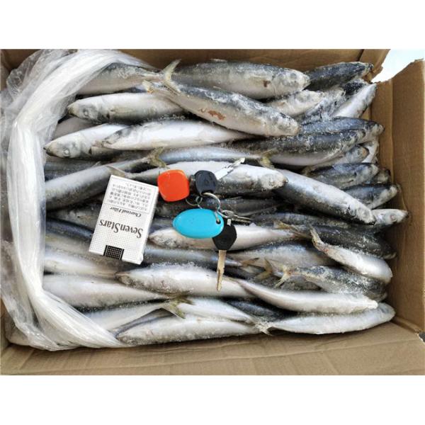 Quality 100% Net Weight 100-120g BQF Frozen Whole Sardines for sale