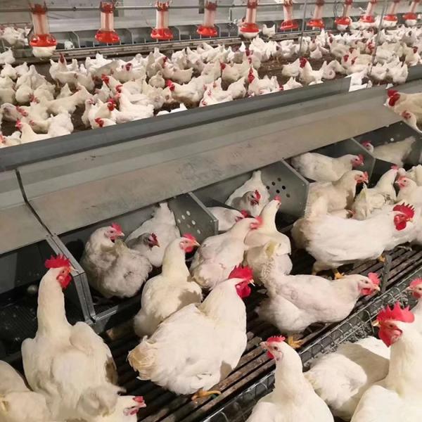 Quality Broiler Automatic Feeder Chicken Breeding Equipment for sale