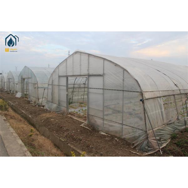 Quality Single Span Tunnel Greenhouse Commercial For Plant Growth And Protection for sale