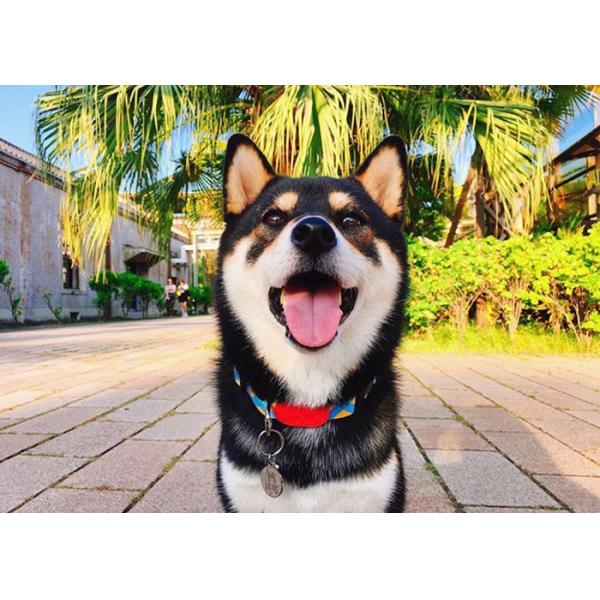 Quality XS Sunrise Polyester Dog Collar Accessories HiDREAM Profusion Martingale for sale