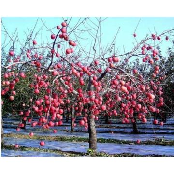 Quality Apple Tree Greenhouse 12 Micron Agriculture Film Biodegradable for sale