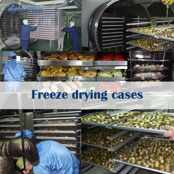 Quality Food Fruits Vegetables Industrial Drying Machine Large Freeze Dryer Machine Manufacturers for sale