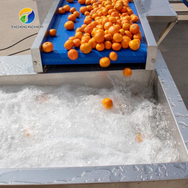 Quality 1500KG/H Fruit And Vegetable Processing Line cleaning Sorting Machine for sale