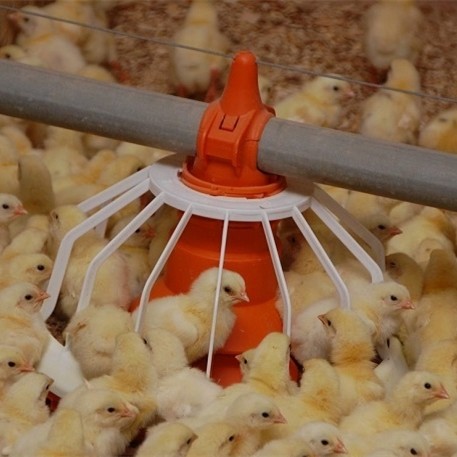 Quality Portable Galvanized 450kg Chain Feeder System Poultry for sale