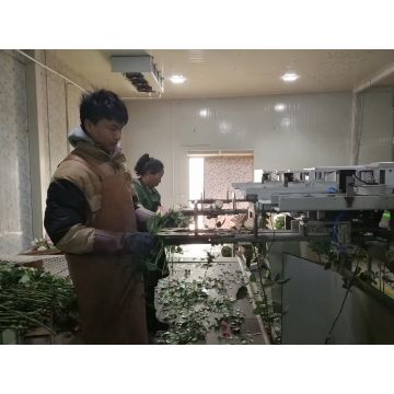 Quality Flower Sorting Automated Focusight Inspection Machine for sale