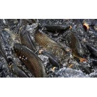 Quality Fish Flavor For Animal Feed for sale