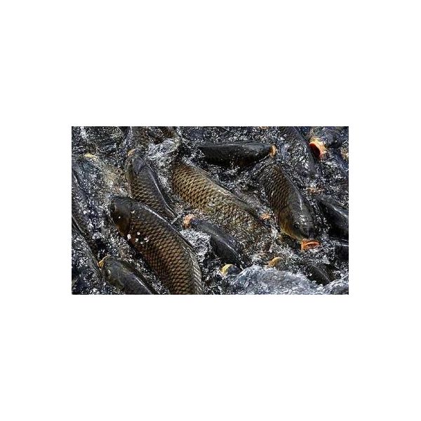 Quality DDCaroma Fish Flavor Animal Food Additives Without Agglomeration And Mildew for sale