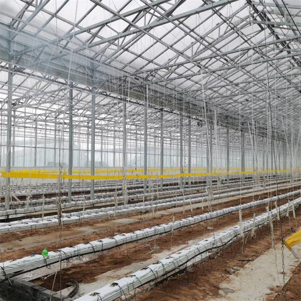 Quality High Light Transmission Venlo Glass Greenhouse Easy Installation for sale