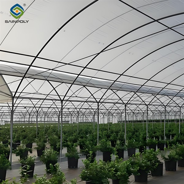 Quality Galvanized Frame Strong Structure Blueberry Greenhouse Farming Single Layer for sale