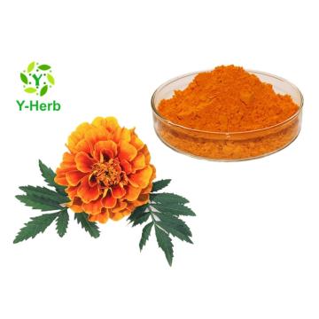Quality Natural Pigment Xanthophyll Marigold Flower Herbal Extract Powder for sale
