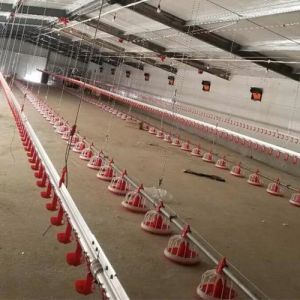 Quality 22ton 220V Auger Automatic Pan Feeding System Shed for sale