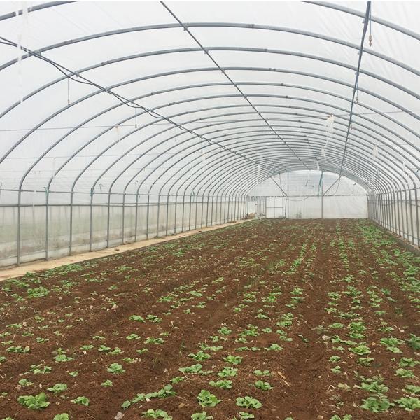Quality Film Cover Single-Span Agricultural Greenhouses for Agricultural Cultivation for sale