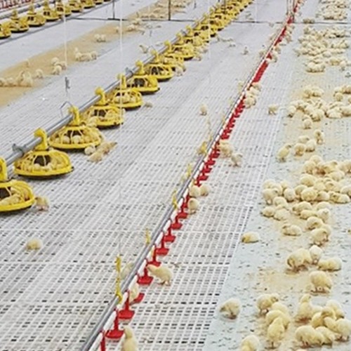 Quality Linear Feeder Poultry Automatic Pan Feeding System for sale
