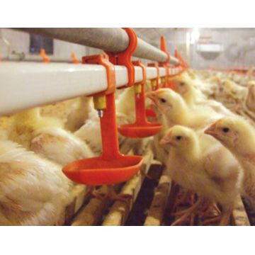 Quality Automatic Nipple Drinker Poultry Drinking Line 0.2MPa-0.6MPa for sale