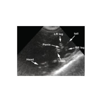 Quality B / W Palm Ultrasound Scanner Animal Ultrasound Scanner Using for Checking Mare for sale