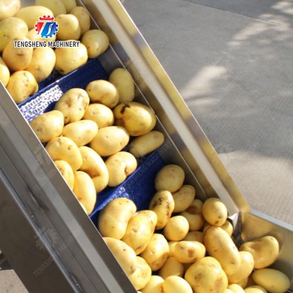 Quality Brush washing and hoisting production line Ginger Potato Carrot Taro Sweet for sale