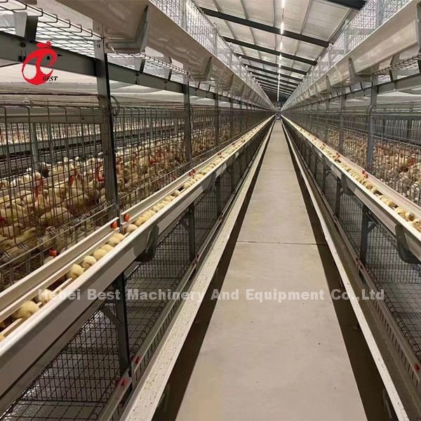 Quality A And H Poultry Broiler Cage Raising Equipment For Day Old Chicks Sandy for sale