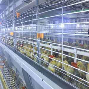 Quality Battery Brooder Baby Chick Cage H Frame 2.0-3.0mm Wire Diameter for sale