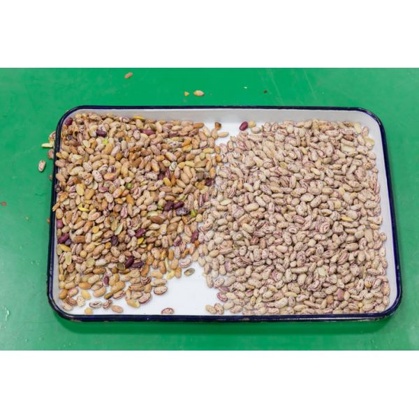 Quality Optical Cardamom Colour Sorting Machine Multifunction Tea Coffee Bean Dried Nuts for sale