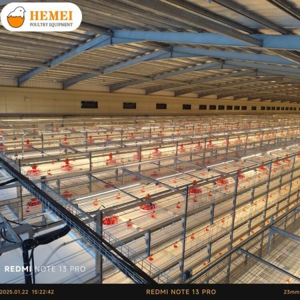 Quality Multi Tier Automatic Harvesting Broiler Cage for sale