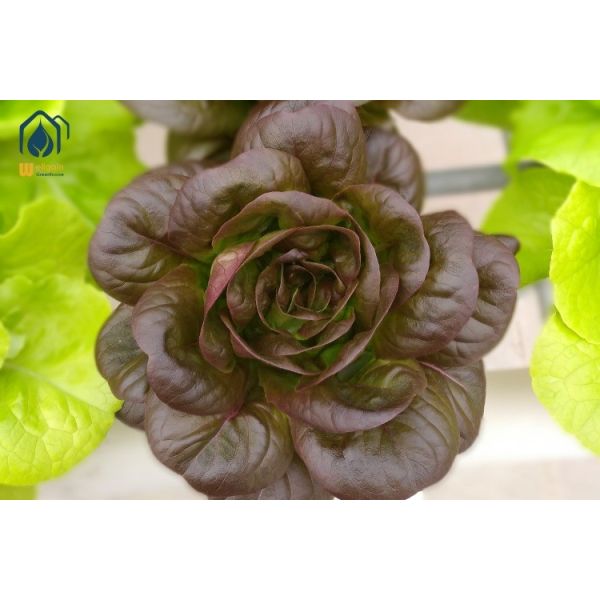 Quality Customized Hydroponic Growing System 100*50mm NFT Tube Flexible for sale
