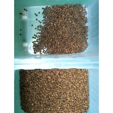 Quality 8 Chutes 512 Channels Coffee Bean Color Sorter LED variable light for sale