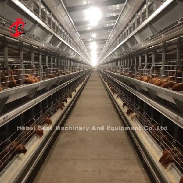 Quality A Type Layer Chicken Battery Cage Full Automatic For Large Farm Adela for sale