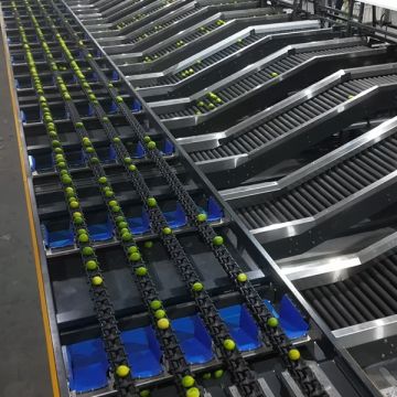 Quality Single Channel High Output Fruit Sorting Machine For Tangerines for sale