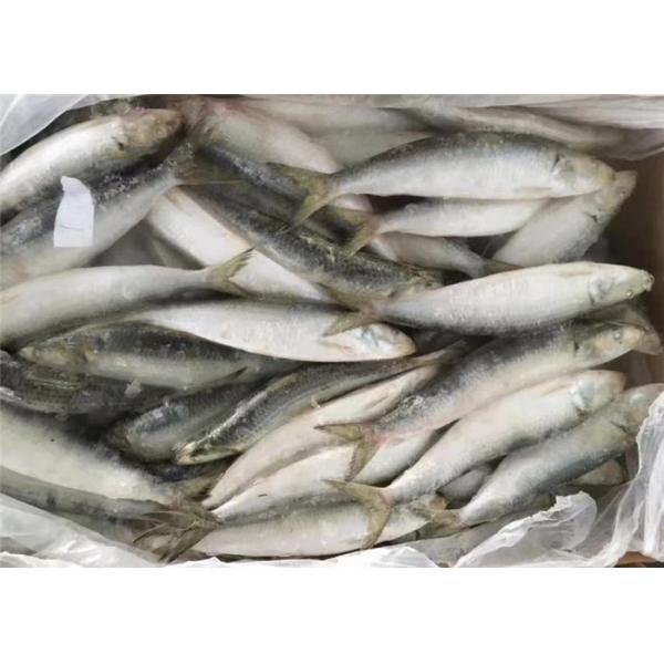 Quality Sardinella Lemuru 100% Net Weight 90g Frozen Whole Sardines for sale