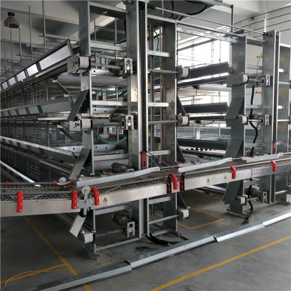 Quality Layer Chicken Automatic Egg Collection System 3 Tier 5 Door for sale