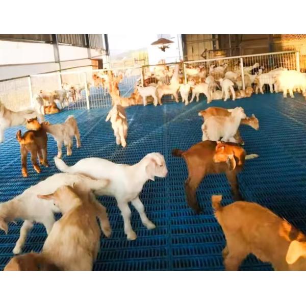 Quality High Strength Easy To Clean And Maintain GRP Floor Grating FRP Molded Pig for sale