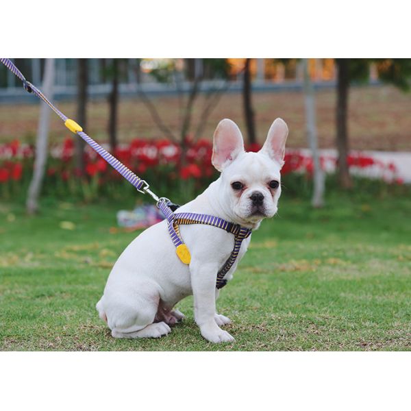 Quality Adjustable Polyester Dog Harness for sale
