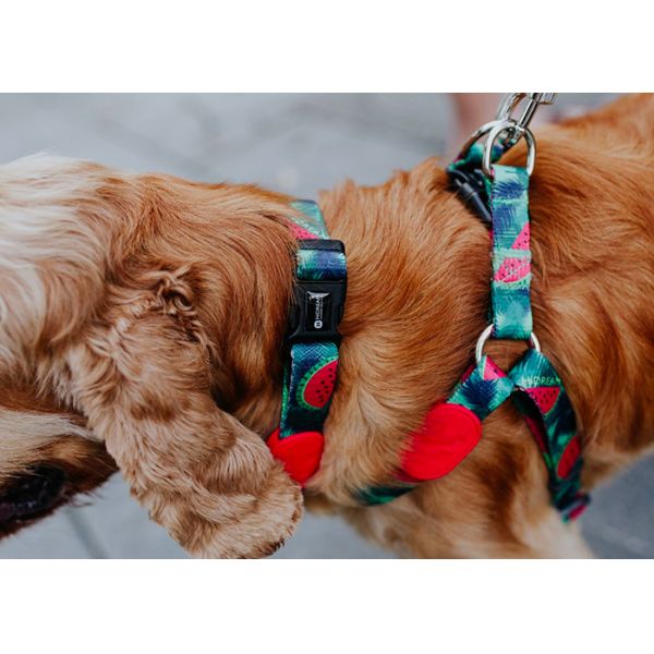 Quality Polyester Watermelon Dog Harness For Freedom Walker Front Walking for sale