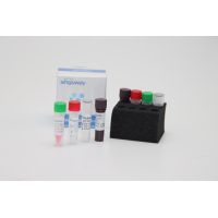 Quality Boca Virus HBoV RT PCR Swab Test Kit ISO9001 Quantitative Fluorescent Test PCR for sale