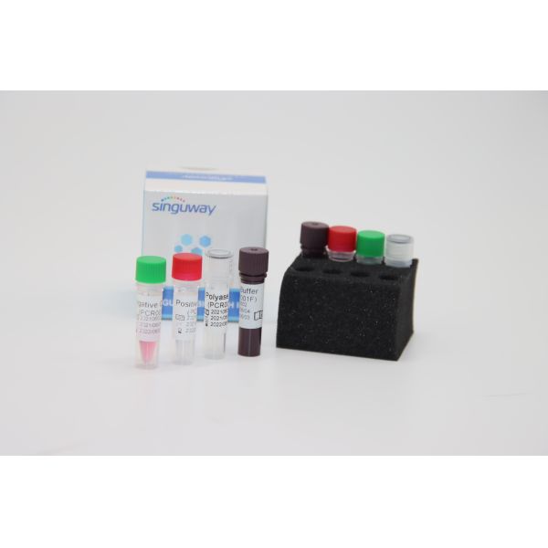 Quality Boca Virus HBoV RT PCR Swab Test Kit ISO9001 Quantitative Fluorescent Test PCR Kit for sale