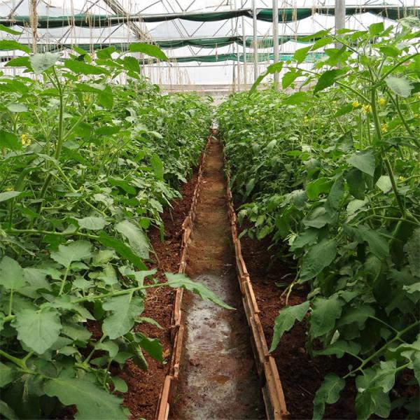 Quality Hydroponic System Tomato Farming Plastic Film Greenhouse 3-5m for sale