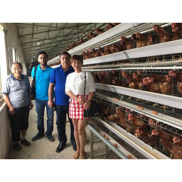 Quality 4 Tiers Raise More Chickens Automatic A Type Battery Egg Layer Chicken Cages for sale
