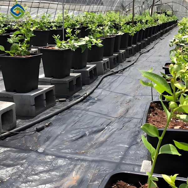 Quality Personalized Blueberries Greenhouse With Plastic Covering Rainproof for sale