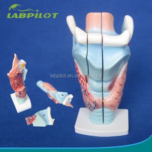Quality 3-Part Larynx and Thyroid Gland Model Essential for Studying Human Respiratory for sale
