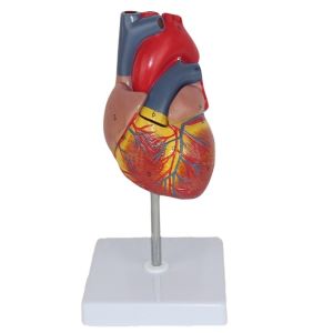 Quality Medical Anatomy Plastic Human Heart Model for Anatomical Demonstration in for sale