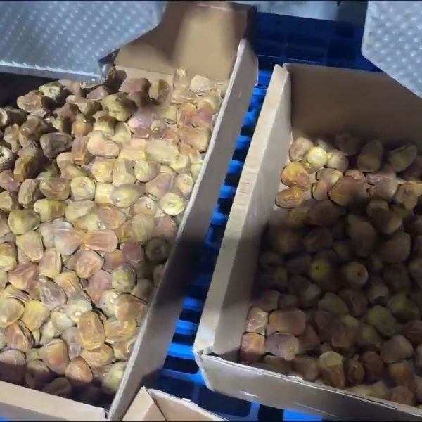 Quality Industrial Dates Sorting Machine for sale