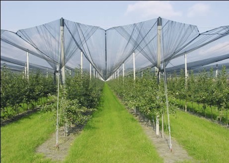Quality HDPE Anti Hail Nets for sale