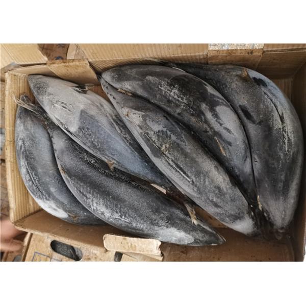 Quality A Grade Healthy Frozen Skipjack Tuna For Restaurant for sale