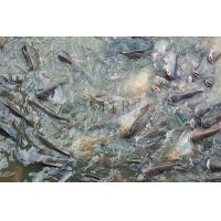 Quality DDC Fish Flavour 623 Powder Enhance Feed Palatability And Attract Animals To Eat for sale