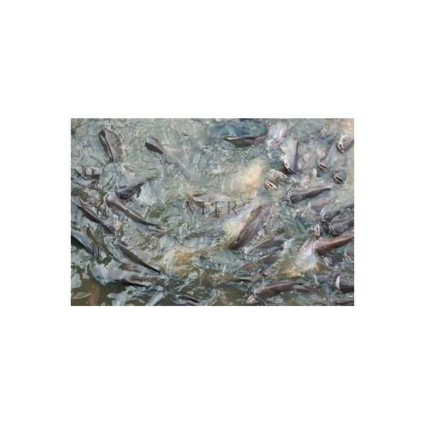 Quality DDC Fish Flavour 623 Powder Enhance Feed Palatability And Attract Animals To Eat for sale