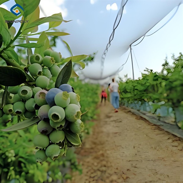Quality Personalized Blueberries Greenhouse With Plastic Covering Rainproof for sale