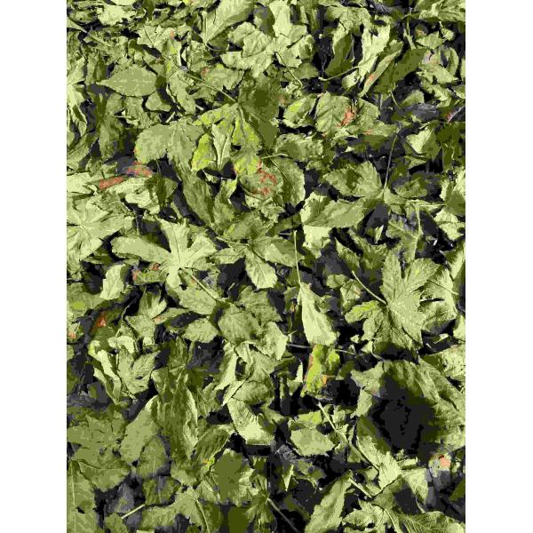 Quality Dried Raspberry Leaf a Sweetener Instead of Sucrose and Rich in Progesterone and Tea Polyphenols for sale