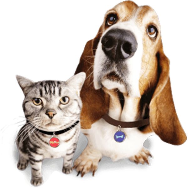 Quality QR Code RFID Dog Tag NFC For Pet Anti Lost 213 Epoxy Waterproof for sale