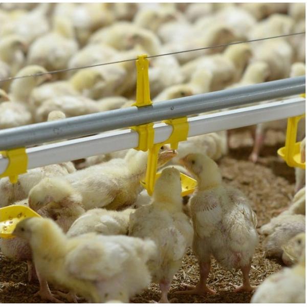 Quality Automatic Square Pipe 22cm*22cm Nipple Drinkers For Broilers for sale